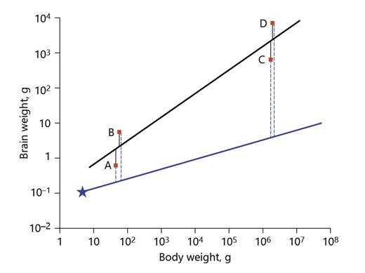 A Farewell to the Encephalization Quotient: A New Brain Size Measure ...