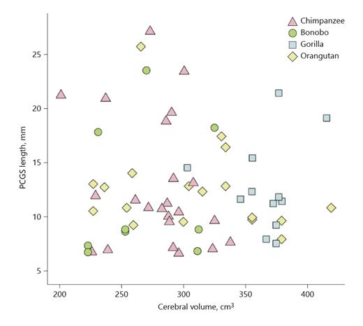The Paracingulate Sulcus Is a Unique Feature of the Medial Frontal ...