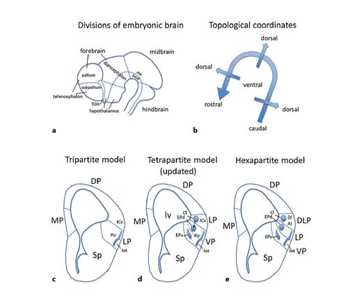 Evolving Views on the Pallium | Brain Behavior and Evolution | Karger ...