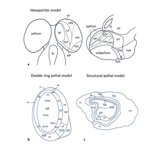 Evolving Views on the Pallium | Brain Behavior and Evolution | Karger ...