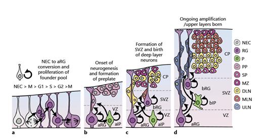 Timing as a Mechanism of Development and Evolution in the Cerebral ...