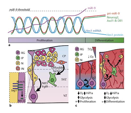 Timing as a Mechanism of Development and Evolution in the Cerebral ...