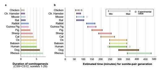 The Tempo of Mammalian Embryogenesis: Variation in the Pace of Brain ...
