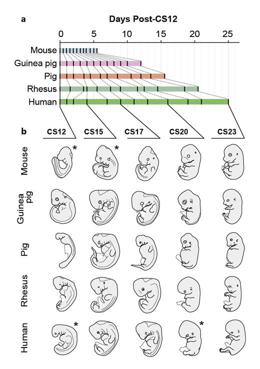 The Tempo of Mammalian Embryogenesis: Variation in the Pace of Brain ...