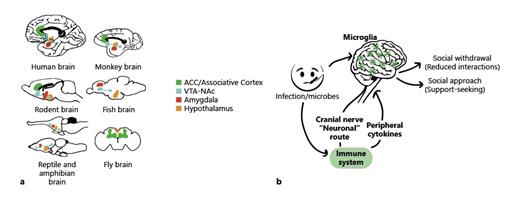 Sickness and the Social Brain: How the Immune System Regulates Behavior ...