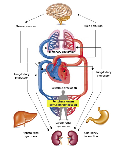 From Multiple Organ Support Therapy to Extracorporeal Organ Support in ...