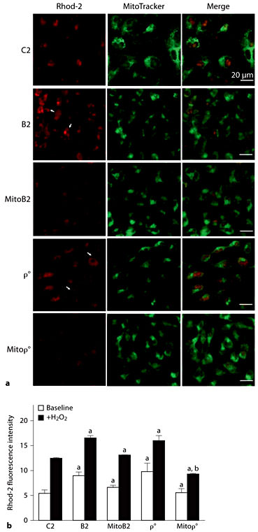 Functional Recovery of Human Cells Harbouring the Mitochondrial DNA ...