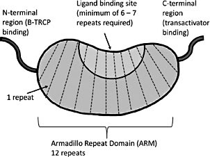 Brain Beta-Catenin Signalling During Stress and Depression ...