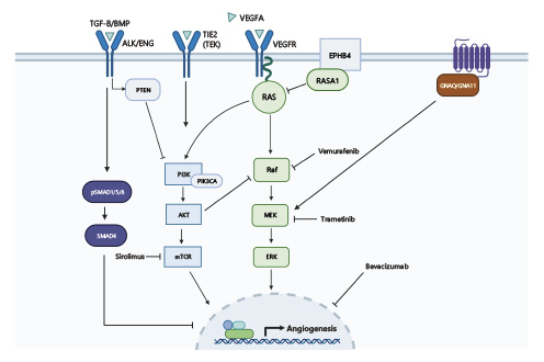 Somatic Mosaicism in the Pathogenesis of de novo Cerebral Arteriovenous ...