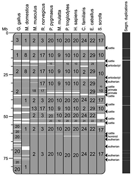 Status of the Cattle Genome Map | Cytogenetic and Genome Research ...