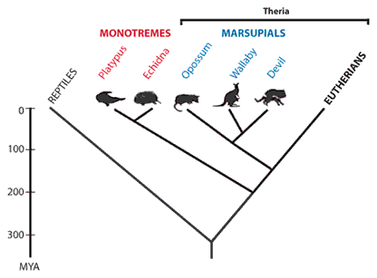 The Evolution of Marsupial and Monotreme Chromosomes | Cytogenetic and ...