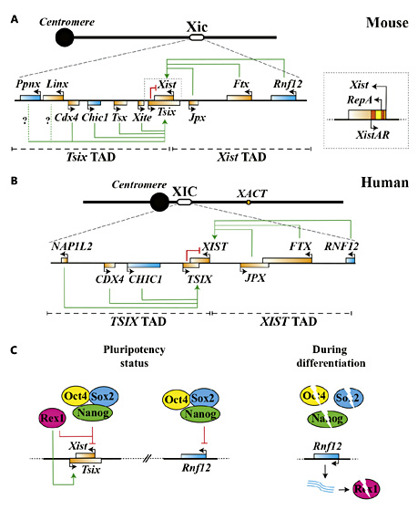 X-Chromosome Inactivation during Preimplantation Development and in ...