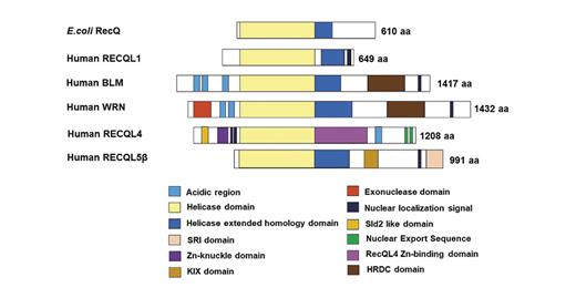 Human RecQL4 as a Novel Molecular Target for Cancer Therapy | Cytogenetic and Genome Research ...
