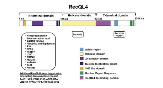 Human RecQL4 as a Novel Molecular Target for Cancer Therapy ...