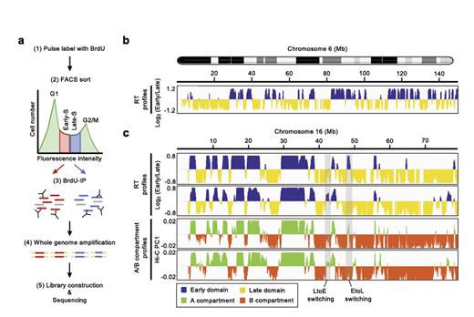 scRepli-Seq: A Powerful Tool to Study Replication Timing and Genome Instability | Cytogenetic ...