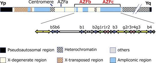 Y Chromosome Genomic Variations and Biological Significance in Human ...
