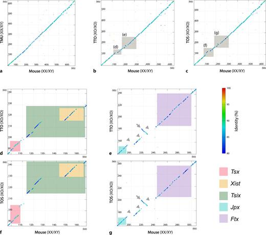 Loss of One X and the Y Chromosome Changes the Configuration of the X ...