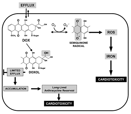 Primary Prevention Strategies for Anthracycline Cardiotoxicity: A Brief ...