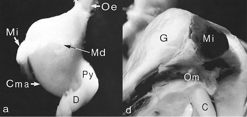 Does the Spleen Have a Function in Digestion? Medical History ...