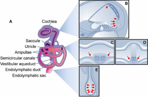 Mouse Models for Pendrin-Associated Loss of Cochlear and Vestibular ...