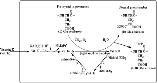Des-γ-Carboxy Prothrombin (DCP) as a Potential Autologous Growth Factor ...