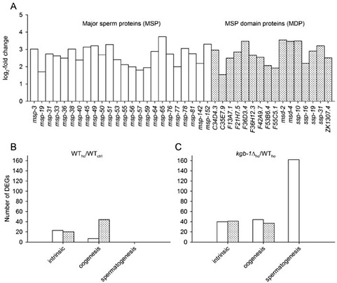 The JNK-Like MAPK KGB-1 of Caenorhabditis Elegans Promotes Reproduction ...