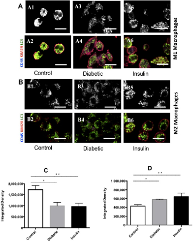 Insulin Influences Autophagy Response Distinctively in Macrophages of ...