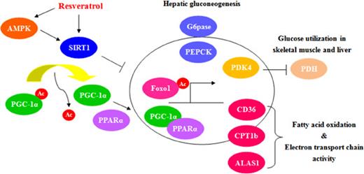 Modulation of SIRT1-Foxo1 Signaling axis by Resveratrol: Implications ...