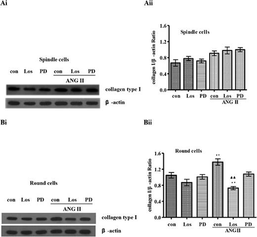 Characterization and Functions of Vascular Adventitial Fibroblast ...