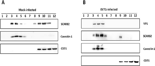 The Role of Lipid Rafts in the Early Stage of Enterovirus 71 Infection ...
