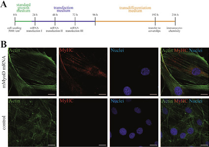 Defining Optimized Properties of Modified mRNA to Enhance Virus- and ...