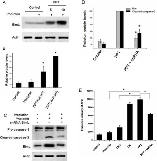 Involvement of Bim in Photofrin-Mediated Photodynamically Induced ...