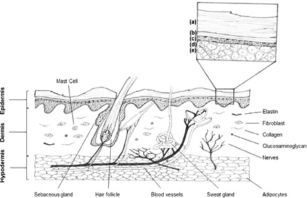 Regenerative Skin Wound Healing in Mammals: State-of-the-Art on Growth ...