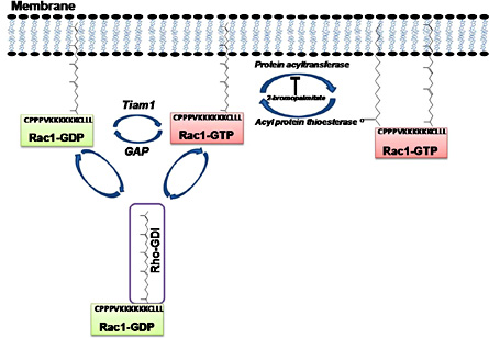 Tiam1-Rac1 Axis Promotes Activation of p38 MAP Kinase in the ...