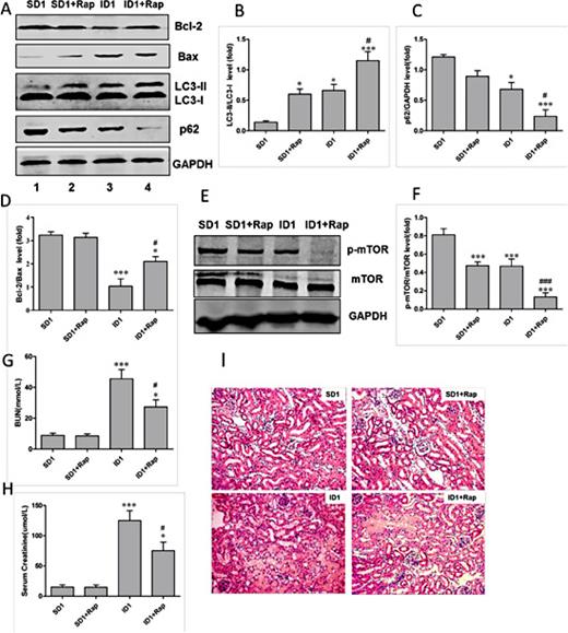 Autophagy Protects Renal Tubular Cells Against Ischemia / Reperfusion ...