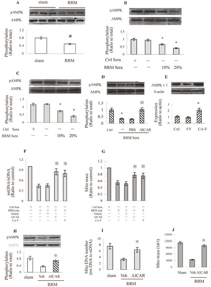 Enhanced M1 and Impaired M2 Macrophage Polarization and Reduced ...