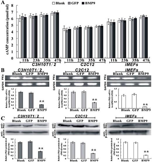 Activation of PKA/CREB Signaling is Involved in BMP9-Induced Osteogenic Differentiation of ...
