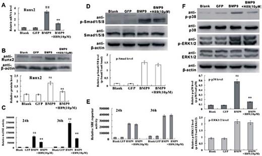 Activation of PKA/CREB Signaling is Involved in BMP9-Induced Osteogenic ...