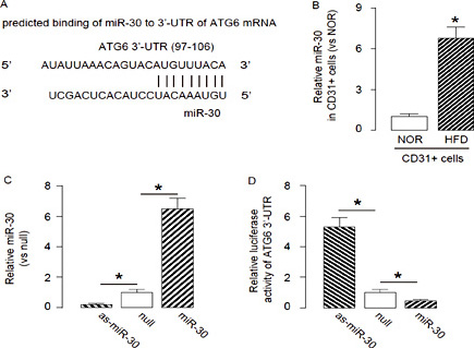 Endothelial Cell Autophagy in Atherosclerosis is Regulated by miR-30 ...