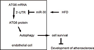 Endothelial Cell Autophagy in Atherosclerosis is Regulated by miR-30 ...