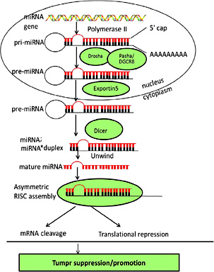 Multiple Roles of MicroRNA-100 in Human Cancer and its Therapeutic ...