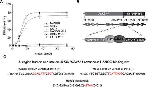 Role of ALKBH1 in the Core Transcriptional Network of Embryonic Stem ...