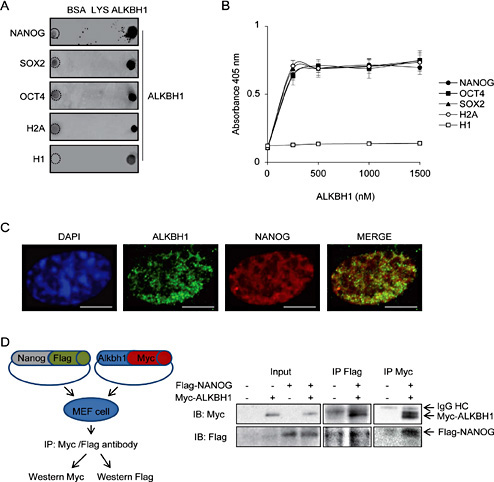 Role of ALKBH1 in the Core Transcriptional Network of Embryonic Stem ...