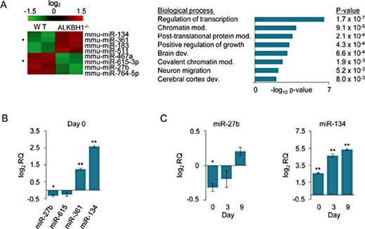 Role of ALKBH1 in the Core Transcriptional Network of Embryonic Stem ...