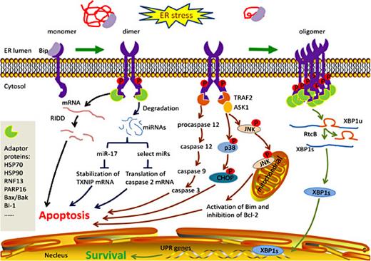 IRE1α Signaling Pathways Involved in Mammalian Cell Fate Determination ...