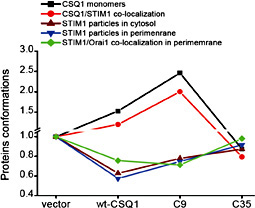 Calsequestrin-1 Regulates Store-Operated Ca2+ Entry by Inhibiting STIM1 ...