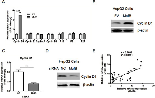 Transcription Factor MafB Promotes Hepatocellular Carcinoma Cell ...