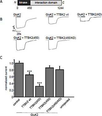 Tau Tubulin Kinase TTBK2 Sensitivity of Glutamate Receptor GluK2 ...
