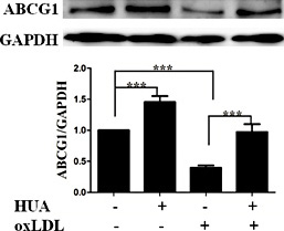 High Uric Acid Activates the ROS-AMPK Pathway, Impairs CD68 Expression ...
