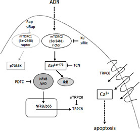 The mTORC2/Akt/NFκB Pathway-Mediated Activation of TRPC6 Participates ...